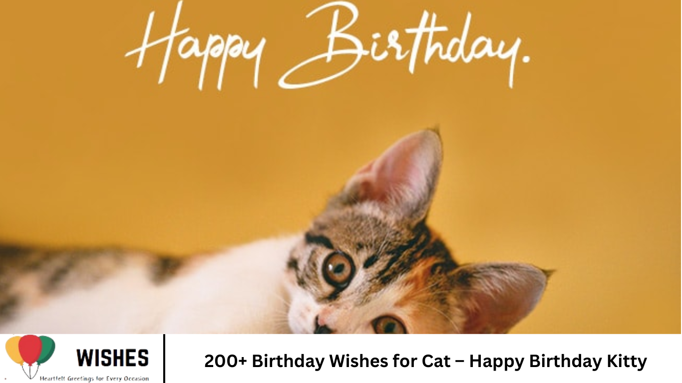 200+ Birthday Wishes for Cat – Happy Birthday Kitty- Wishes
